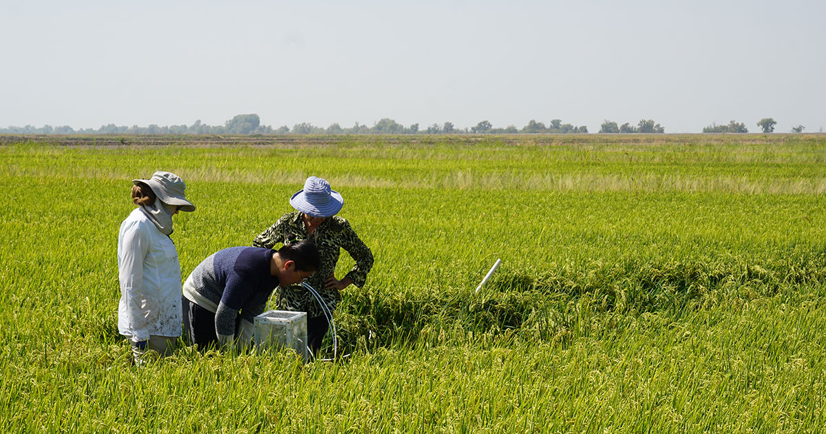Supercharging Plants to Address Climate Change - CZI News