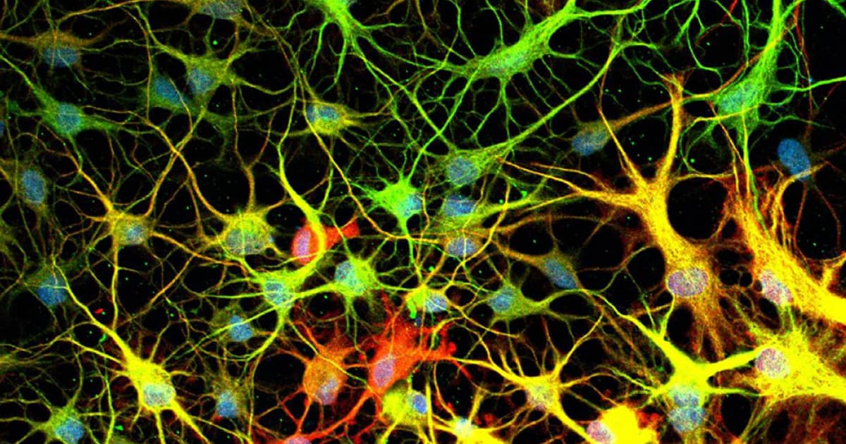 Imaging the Future of Biomedicine - CZI Blog